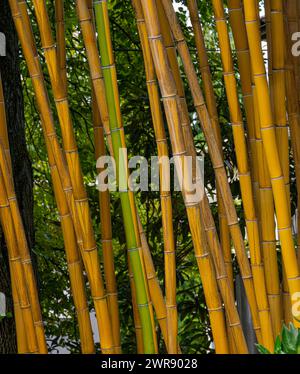 phyllostachys vivax aureocaulis, golden yellow Chinese timber bamboo ...