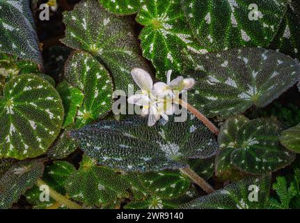 White flowers of a begonia pustulata against its distinctive textured ...