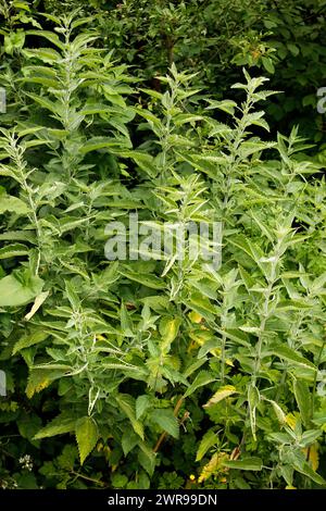 stinging nettle (Urtica dioica ssp. subinermis, Urtica subinermis ...
