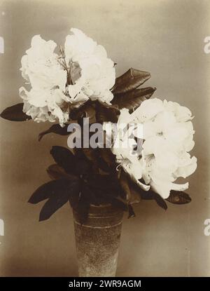 Branches with blossoms of a rhododendron 'Alice', c. 1900 - c. 1930 ...