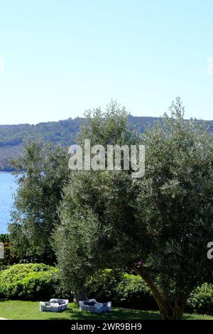 Olive trees with sea at the background Stock Photo - Alamy