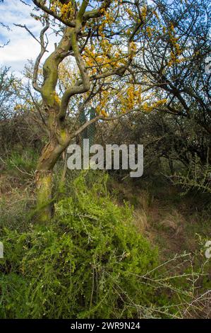 Chañar tree in Calden forest, bloomed in spring,La Pampa,Argentina ...