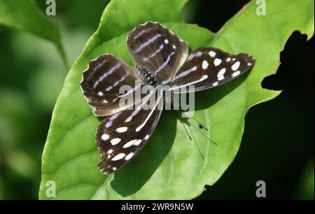 Tropical Blue Wave, Myscelia cyaniris, Nymphalidae, Costa Rica Stock ...