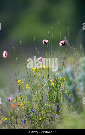 Closeup of long-headed poppies in the field. France Stock Photo - Alamy