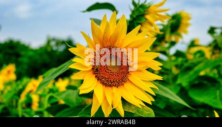Blooming beautiful yellow sunflower close-up in the field Stock Photo ...