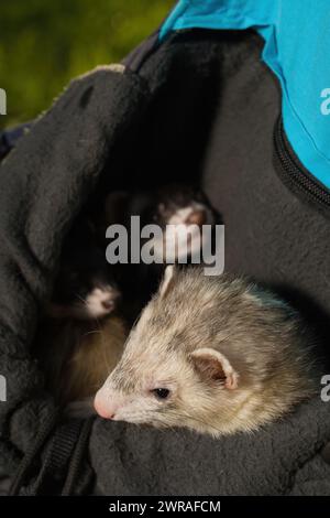 Detail of ferrets enjoying pouch when walk in summer park Stock Photo ...