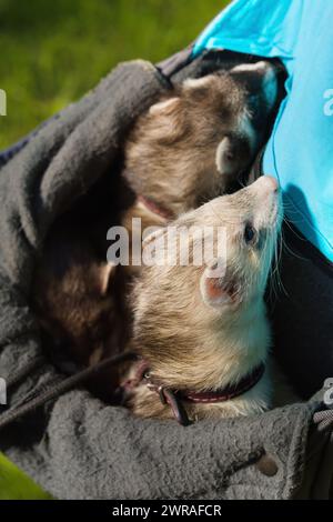 Detail of ferrets enjoying pouch when walk in summer park Stock Photo ...