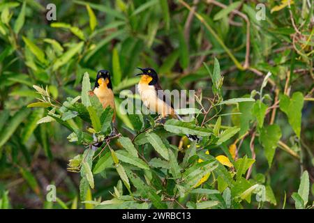 Reed warbler (Donacobius atricapillus) Pantanal Brazil Stock Photo - Alamy