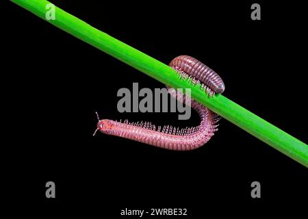 Millipedes (Diplopoda), adult, on plant stems, at night, Great Britain ...