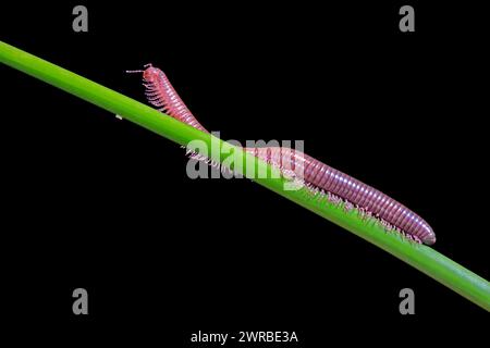 Millipedes (Diplopoda), adult, on plant stems, at night, Great Britain ...