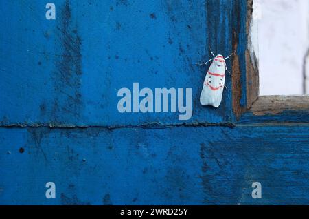 Small moth on blue painted wooden surface. Photographed in Nepal Stock ...
