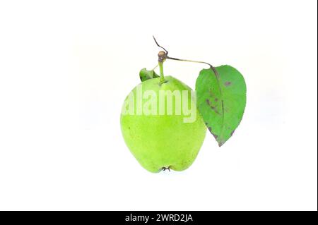 Pome is white background Stock Photo - Alamy