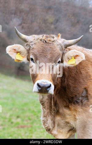 Cow looking, portrait of a cute and calm red bovine, white blaze and ...