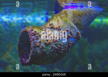 pipe covered in green algae floating in a body of water. The algae ...