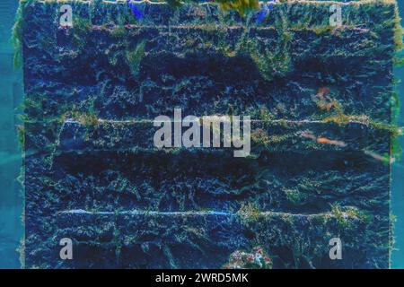 pipe covered in green algae floating in a body of water. The algae ...