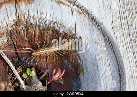 Spinnenläufer, Spinnenassel, Spinnen-Läufer, Spinnen-Assel, Scutigera ...