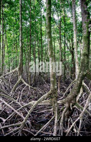 Buttress roots Mangrove plants salt-tolerant trees adapted to live in ...