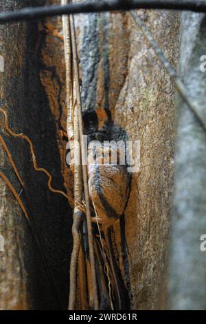 A small primate Spectral Tarsier (Tarsius spectrum) sitting on a tree ...