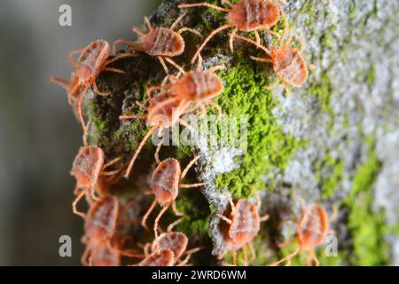 Mass group Mites of genus Bryobia in the spider mite family ...