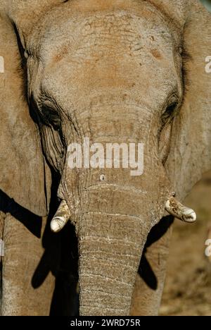 Detailed close up of African elephant ear with holes from fighting ...