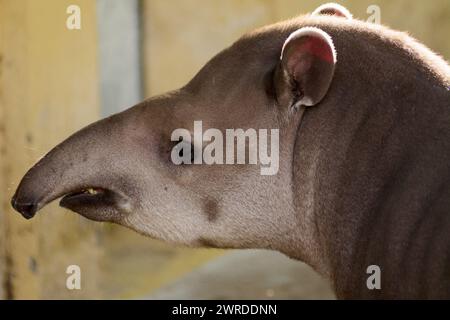 a tapir is an wildlife as in zoology a tapir as an wildlife as in ...