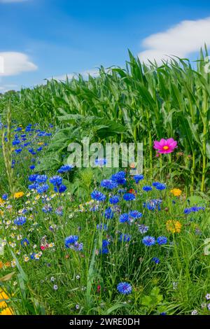 Flowering strip, flowering area with poppy flowers (Papaver rhoeas) and ...