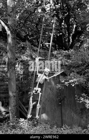 Human skeleton on ladder appearing to clear brambles off overgrown log ...