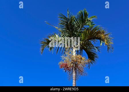 Carpentaria palm tree (Carpentaria acuminata) with fruits Stock Photo ...