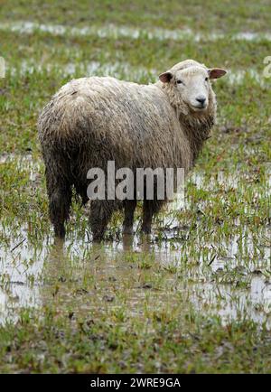A wet and muddy sheep stands in a flooded field during heavy rain on ...