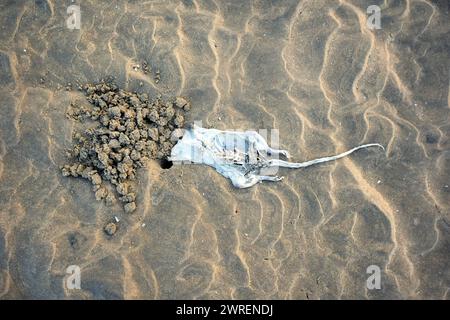 RECORD DATE NOT STATED Kumta, Karnataka Kumta, Karnataka Kumta ...