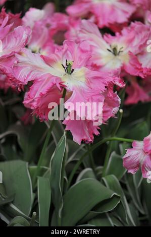 Colorful leaves in The Forbidden City, Beijing, China, 6 November, 2022 ...