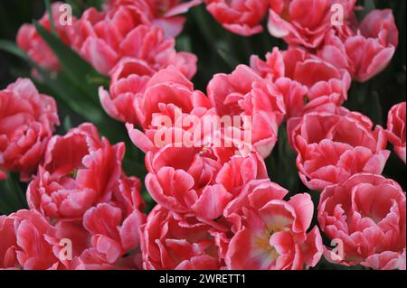Peony-flowered Double Early tulips (Tulipa) Pink Prize bloom in a ...