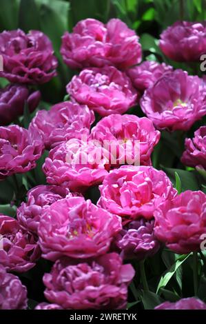 Pink peony-flowered Double Early tulips (Tulipa) Rozalynn bloom in a ...