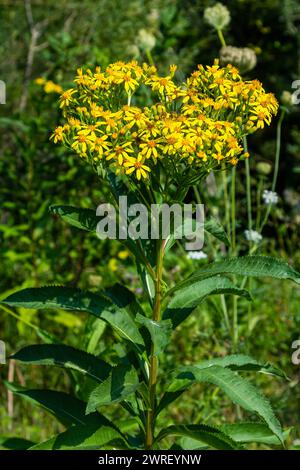 Senecio hydrophilus Nutt. wild yellow flowers, blooming weed plant in ...