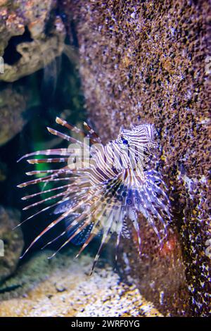 Canthigaster rostrata swimming in the big aquarium. Aquarium Island ...
