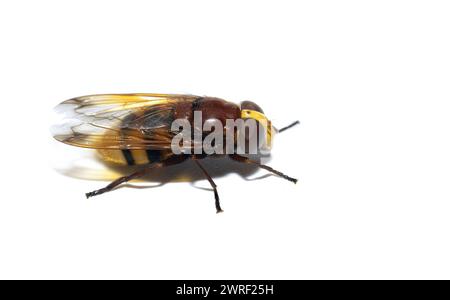 Tabanus, tabano, Hornet mimetic hoverfly, volucella zonaria, studio ...