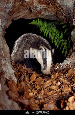Badger (Meles meles) cub inside hollow log, Berwickshire, Scotland ...