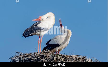 Hammoor, Germany. 08th Mar, 2024. A pair of storks are back in their ...