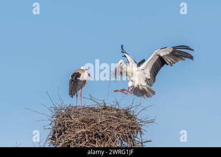 Couple of white storks in courtship display (ciconia ciconia) building ...