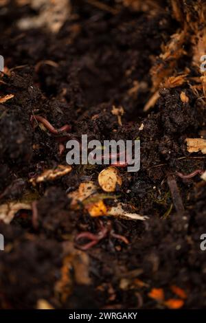 Earthworms play a vital role in the composting process.They break down ...