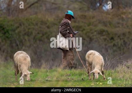Shepherd talking on mobile phone while grazing sheep. Communication in ...