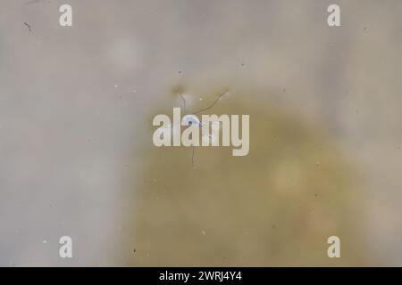 Halobates japonicus sea water strider in Japan Stock Photo - Alamy