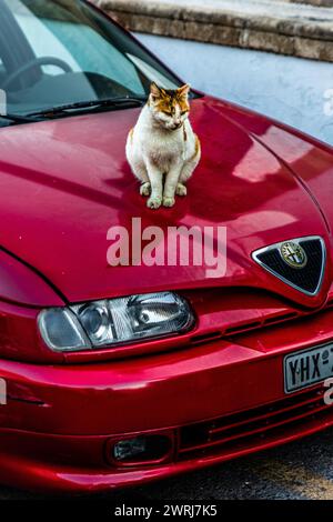 Cat in the winding alleys with white houses, Lindos, Rhodes Stock Photo ...