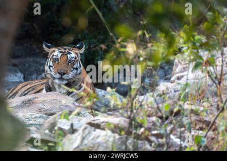 Royal Bengal tigress relaxing in her habitat in the jungle Stock Photo ...