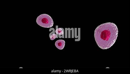 Image of micro of red and pink cell on black background Stock Photo - Alamy