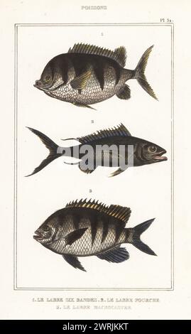 Bengal sergeant, Abudefduf bengalensis 1,3, and smalltooth jobfish ...