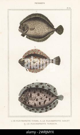 Zeugopterus punctatus, topknot fish Stock Photo - Alamy