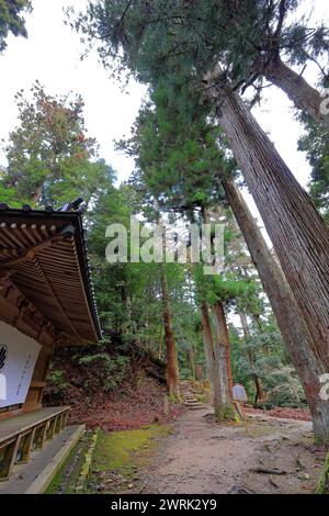 Mountain path between Kurama-dera Temple and Kifune Shrine at ...