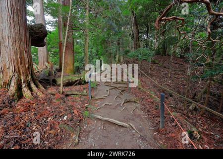 Mountain path between Kurama-dera Temple and Kifune Shrine at ...