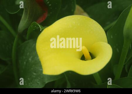 Single Bright Yellow Zantedeschia 'Sunclub' (Calla Lily) Flower grown ...